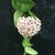Hoya Kicki, Hoya Hybrid, Rooted Plant Shipped in 2.5 Pot. - Etsy
