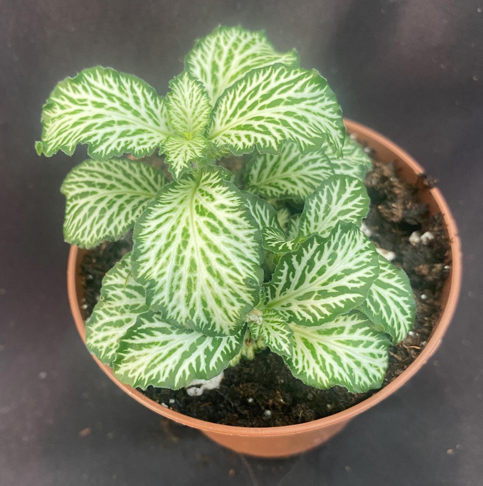 Fittonia White Tiger. Easy to Grow House Plant. Rooted Plants Shipped ...