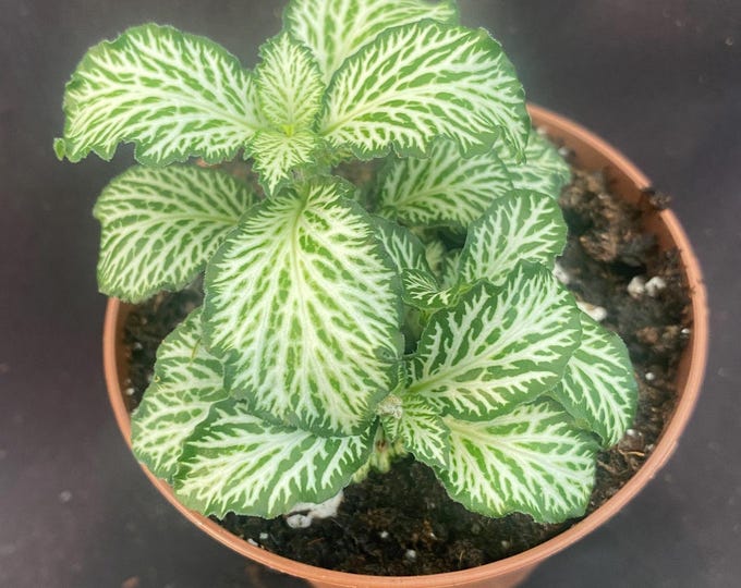 Fittonia White Tiger. Easy to Grow House Plant. Rooted Plants Shipped ...