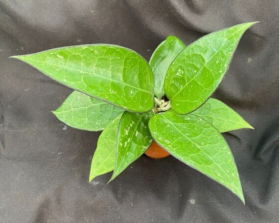Hoya Parasitica 'black Margin' Rare Hoya Rooted Plant - Etsy