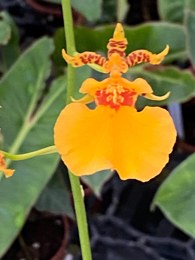 Oncidium Gower Ramsey 'orange Delight', Orange Dancing Lady Orchid ...