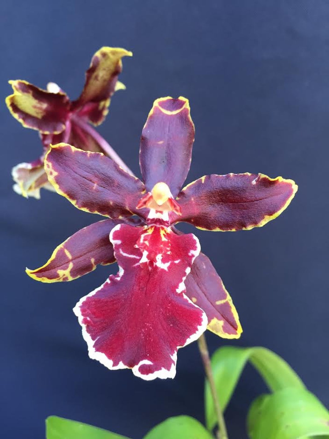 Oncostele Wildcat 'bobcat' Oncidium Type Orchid Plant, Shipped in 2.5 ...