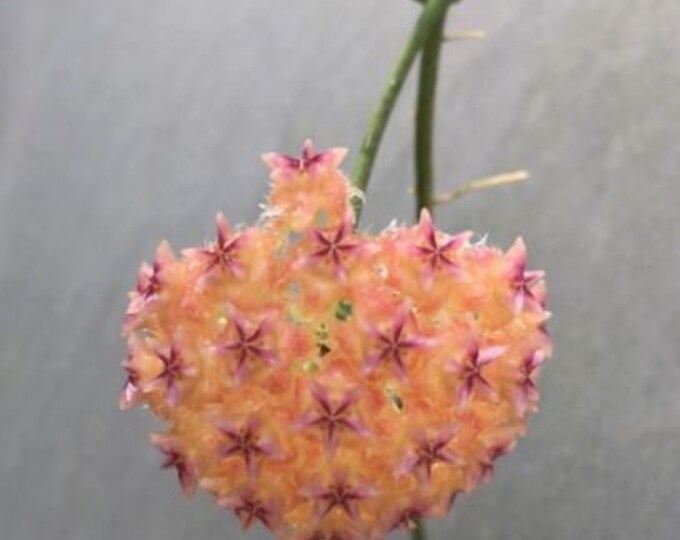 Hoya Mindorensis Rare Hoya, Rooted Plant - Etsy