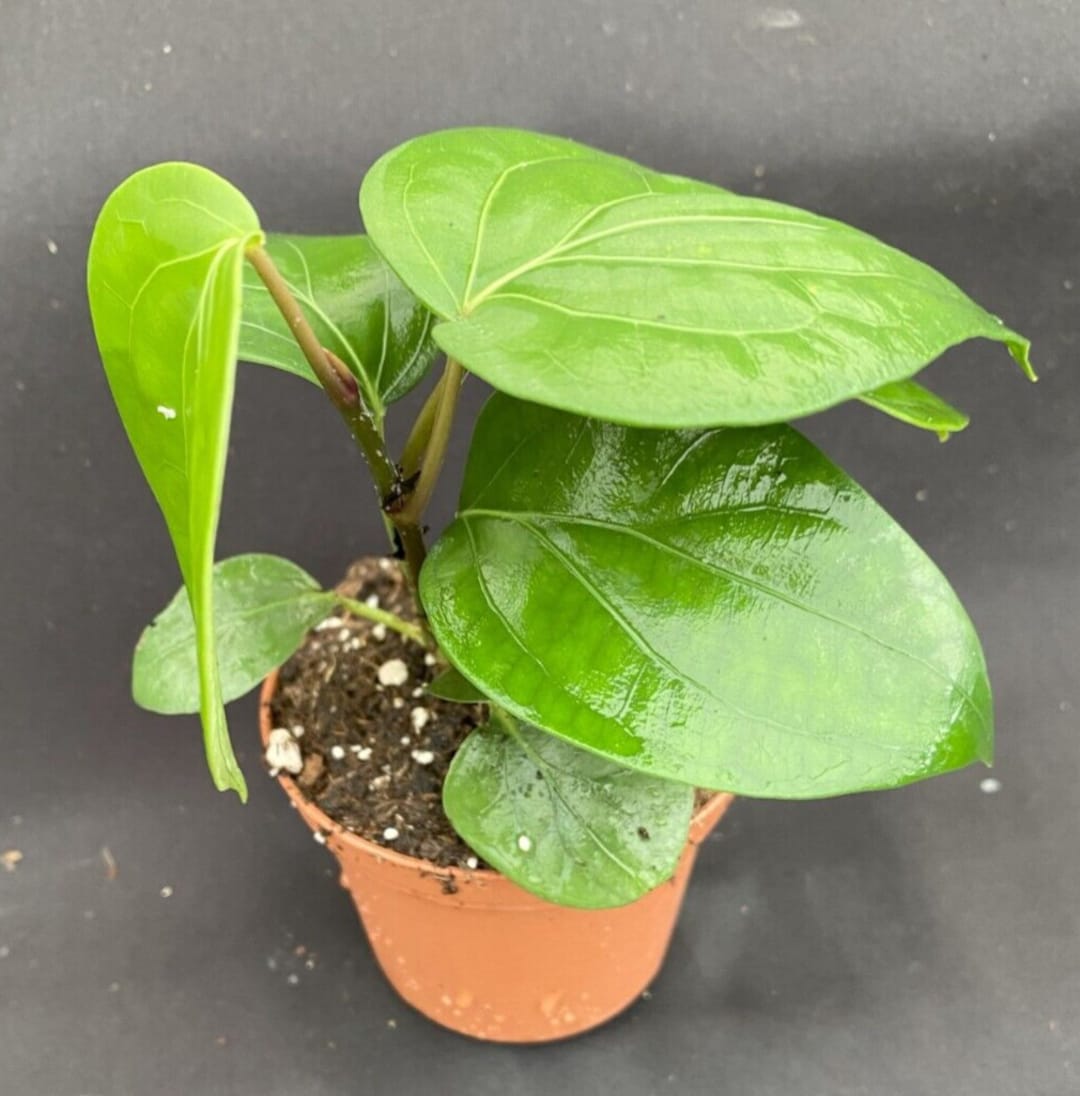 Piper Nigrum, Black Peppercorn Plant. Grow Your Own. Rooted Plant ...