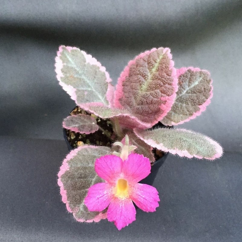 Episcia - Etsy