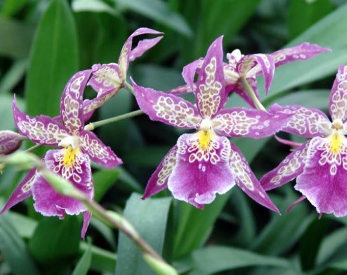 Aliceara Patricia Mccully 'pacific Matriarch' Oncidium Type Orchid ...