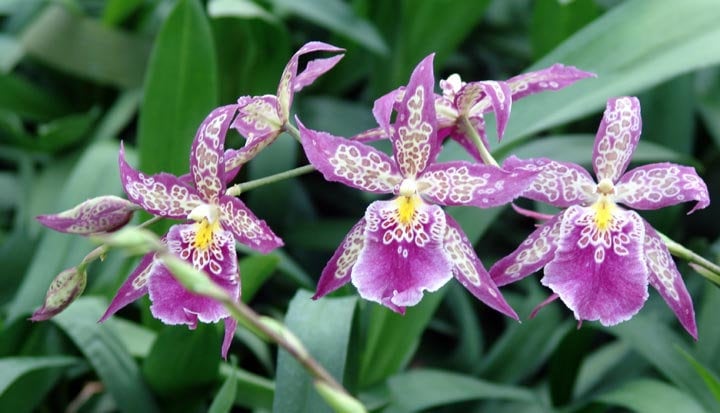 Aliceara Patricia Mccully 'pacific Matriarch' Oncidium Type Orchid ...