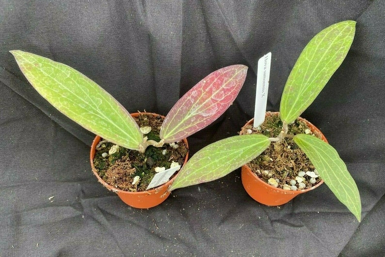 Hoya Samoensis X Hoya Hybrid Rooted Plants Shipped in - Etsy