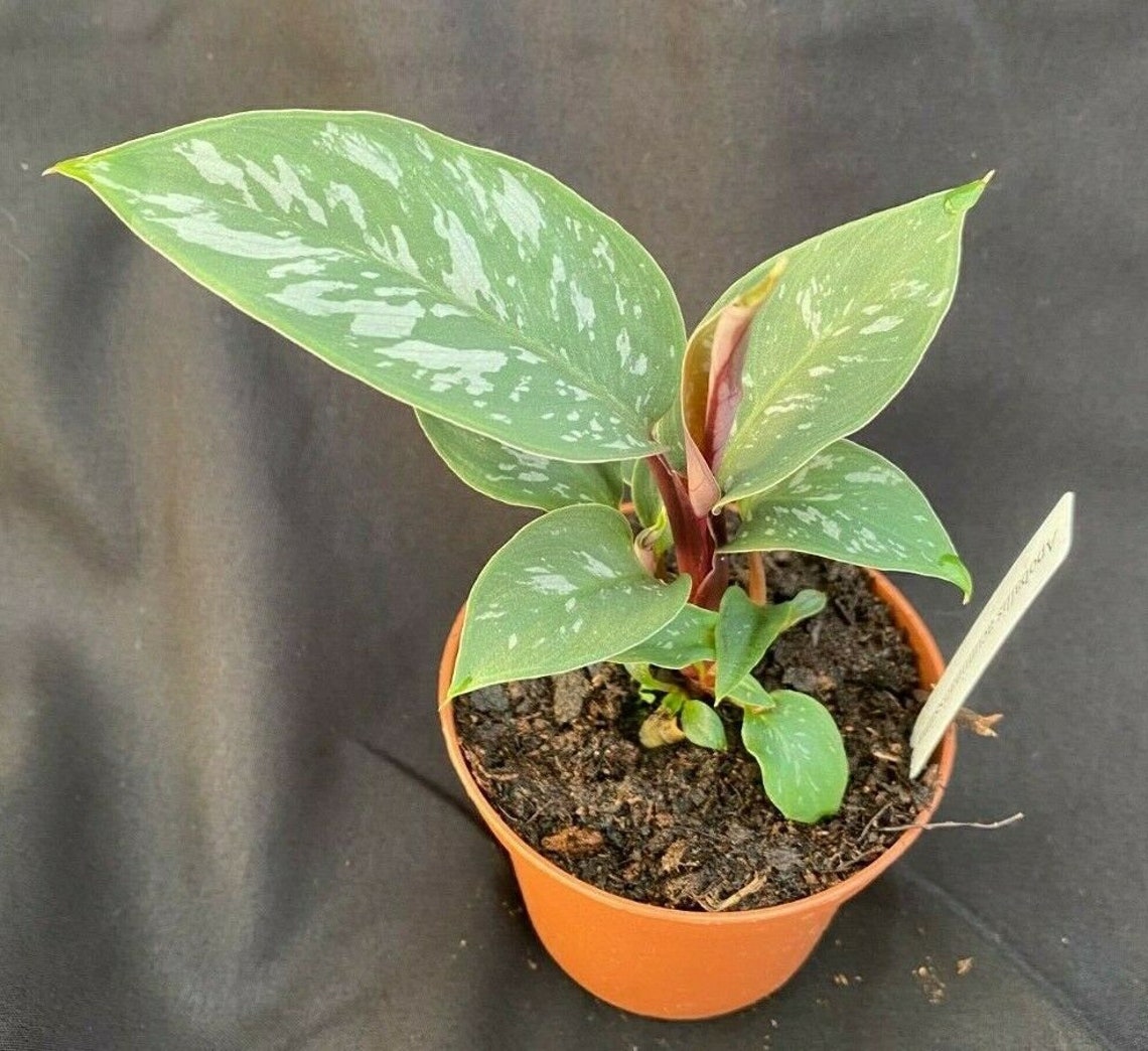 Apoballis Acuminatissima 'lavallei' Rare Aroid Rooted - Etsy