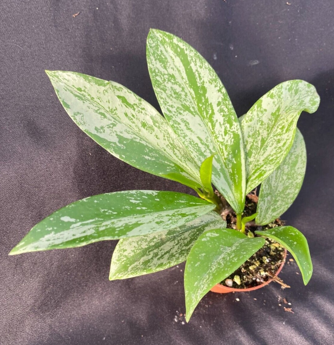 Hoya Pubicalyx 'pink Silver Splash' Rare and Beautiful Hoya, Two Rooted ...