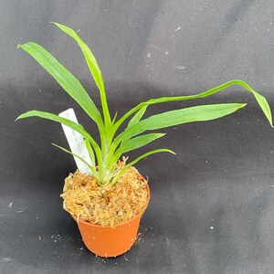 Zygopetalum Debbie De Mello 'honolulu Baby' AM/AOS. Fragrant, Orchid ...