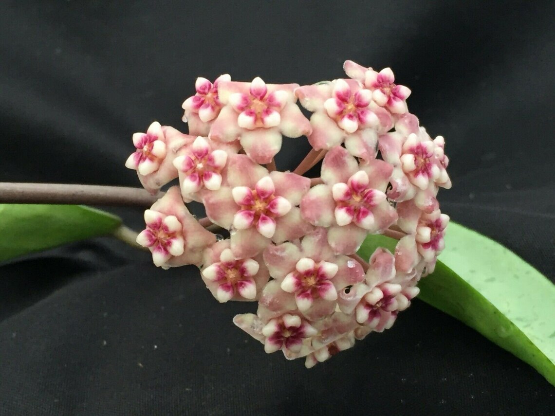 Hoya Silver Dollar MB 1405-AG Hoya Hybrid With Silver Leaves | Etsy