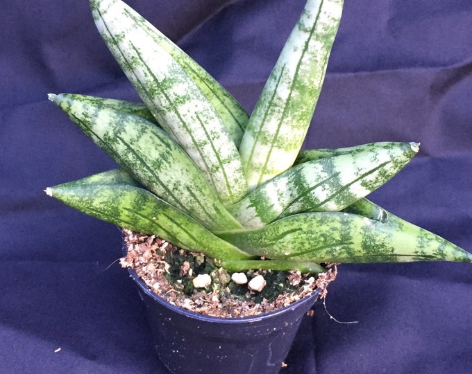 Sansevieria Cylindrica Var. Patula 'boncel' Succulent Plant - Etsy