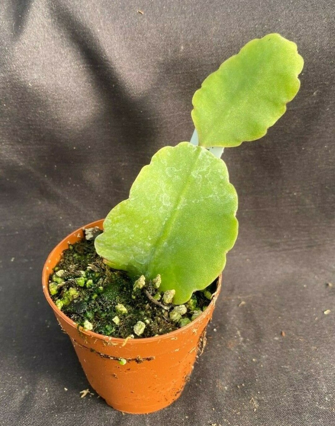 Rhipsalis Elliptica, Unique and Beautiful Jungle Cactus, Rooted Plant ...