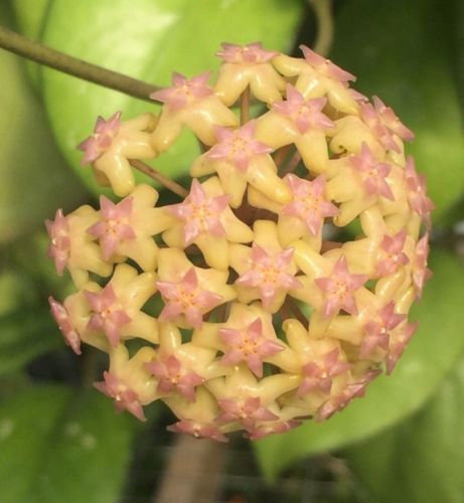 Hoya Joy Hoya Hybrid Rooted Plant Shipped in 3 Pot | Etsy