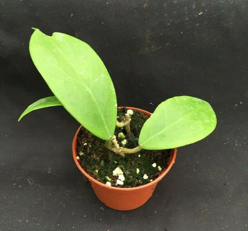 Hoya mindorensis Rare Hoya Rooted Plant | Etsy