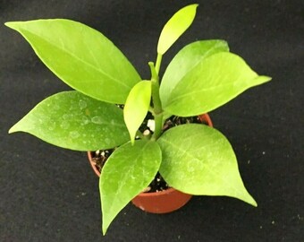 Hoya Sp. Timor, Rare & Beautiful Hoya, Rooted Plant Shipped in 2.5 Pot ...