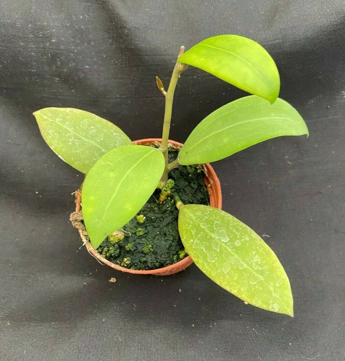 Hoya Sp. Laos, Rare Hoya Species, Rooted Plant Shipped in 2.5" Pot - Etsy