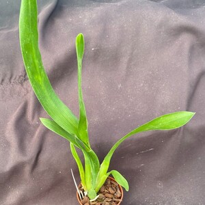 Bratonia Golden Spider 'copius', Orchid Plant Shipped in 2.5 Pot - Etsy