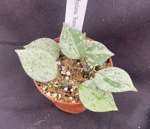 Plants Ships in 2 pot. Nice coloring Hoya krohniana 'Super Eskimo' Home ...