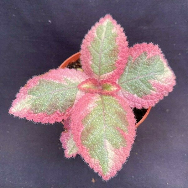 Episcia - Etsy