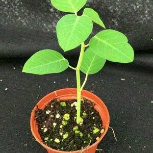 Euphorbia Guiengola, the String of Stars, Rooted Plant Shipped in 2 ...