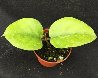 Hoya Sp. Timor, Rare & Beautiful Hoya, Rooted Plant Shipped in 2.5" Pot ...