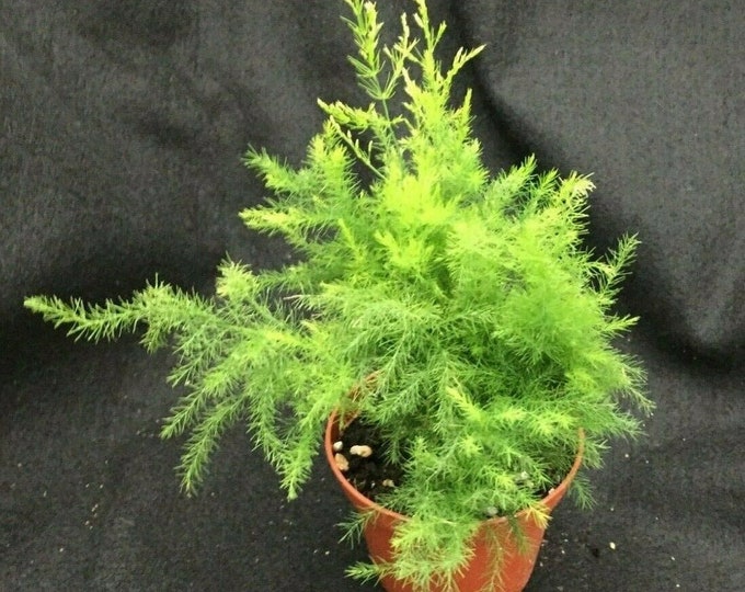 Asparagus Pyramidalis Living Fern Shipped In 3 Pot Etsy