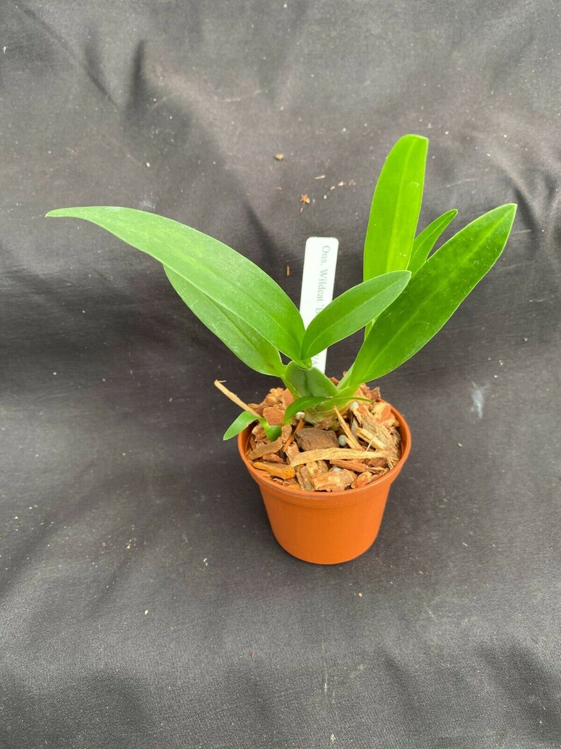 Oncostele Wildcat 'bobcat' Oncidium Type Orchid Plant - Etsy