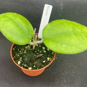 Hoya Joy, Hoya Hybrid, Rooted Plant Shipped in 3 Pot, Ships Free by ...