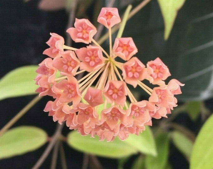 Hoya Samoensis X, Hoya Hybrid, Rooted Plants Shipped in 2.5 Pot - Etsy