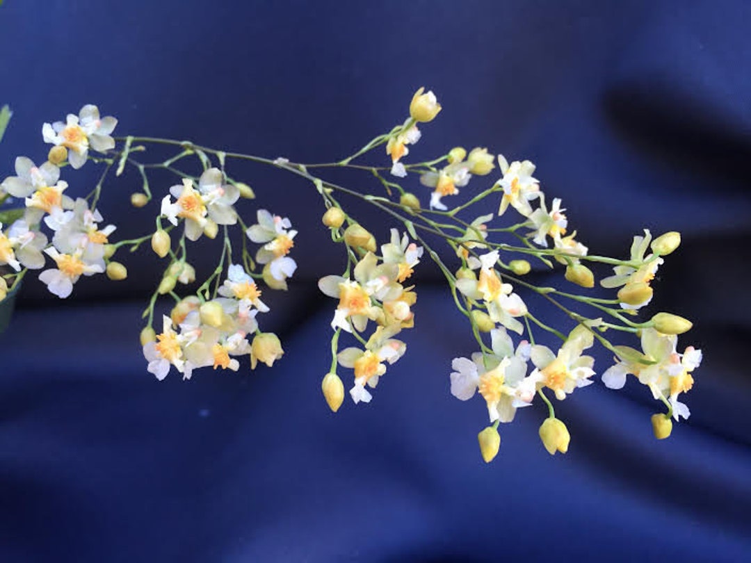 Oncidium Twinkle 'fantasy' Miniature Orchid, Shipped in 2.5" Pot - Etsy