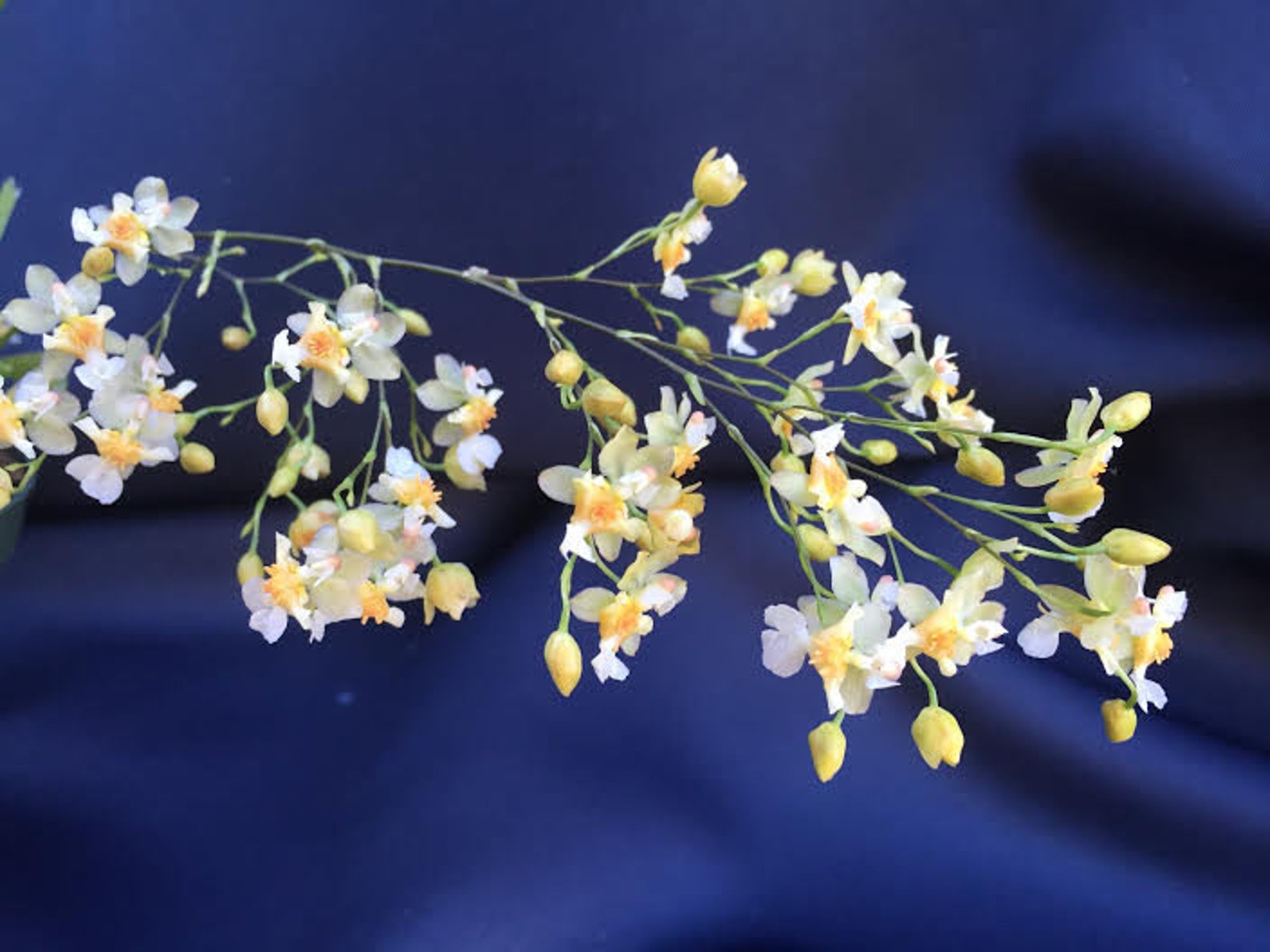 Oncidium Twinkle 'fantasy' Miniature Orchid, Shipped in 2.5" Pot - Etsy