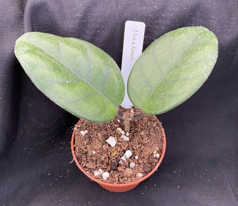 Hoya Fungii Rare and Beautiful Hoya With Soft and Fuzzy - Etsy