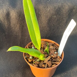 Rlc. Memoria Anna Balmores 'carmela', Cattleya Type Orchid Plant ...