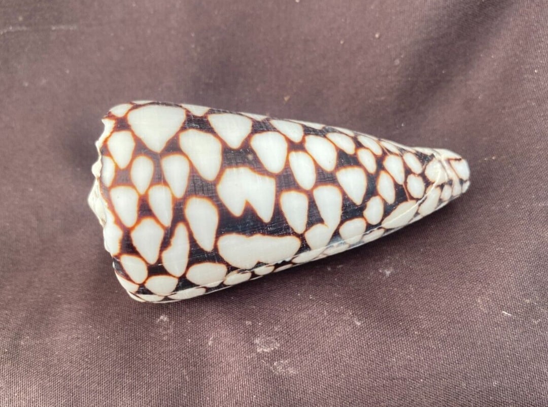 Marble Cone Seashell, Conus Marmoreus - Etsy