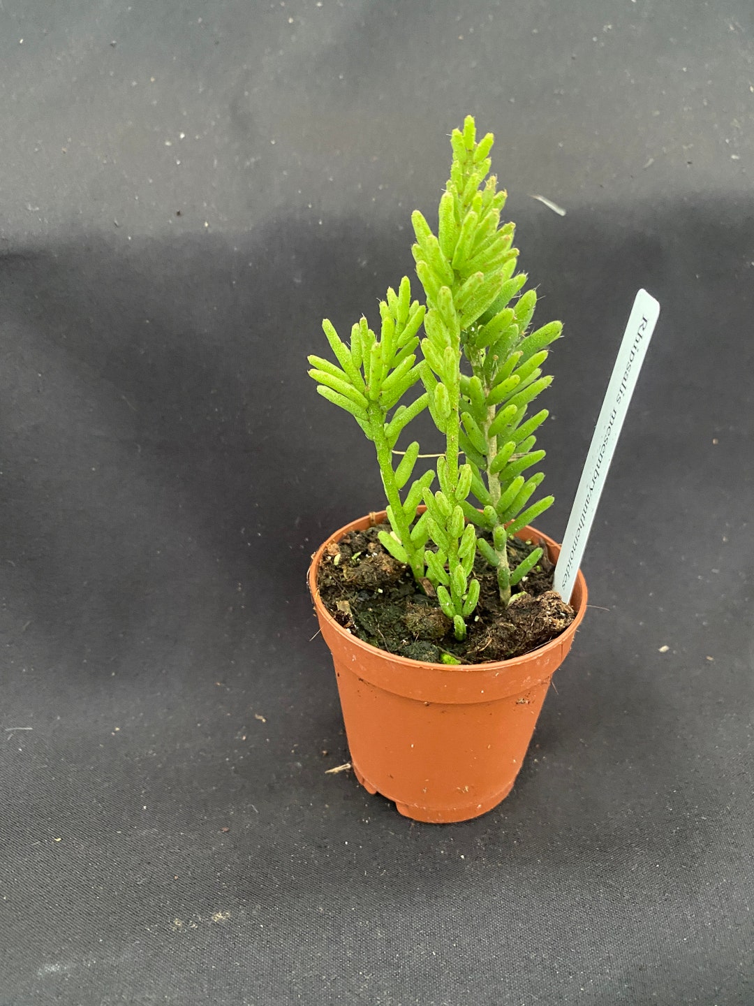 Rhipsalis Mesembryantemoides, Rice Cactus, Rooted Plant Growing and ...