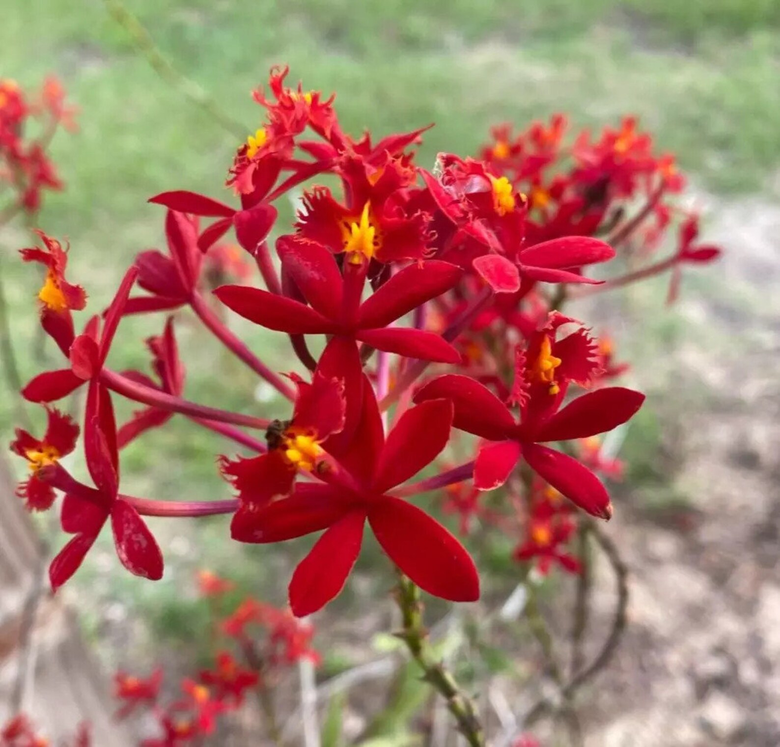 Rare Red Epidendrum Radicans, Rooted Plant Shipped in 3" Pot - Etsy