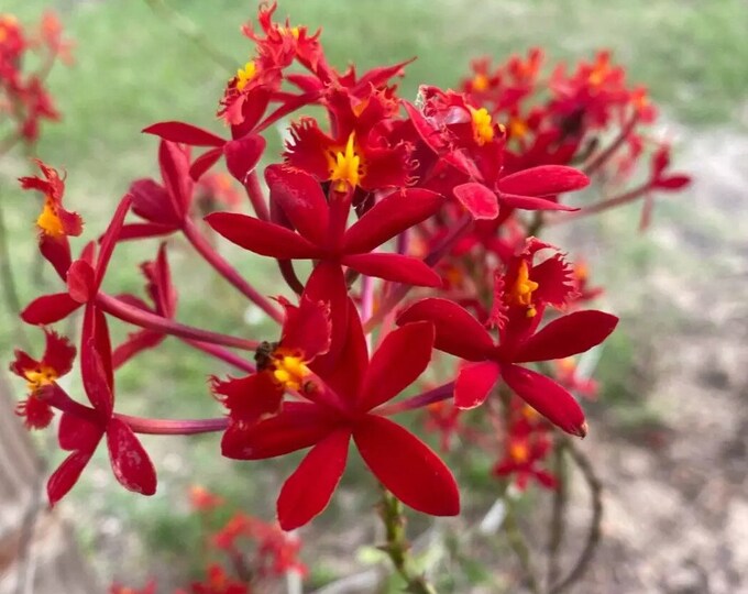 Rare Red Epidendrum Radicans, Rooted Plant Shipped in 3" Pot - Etsy