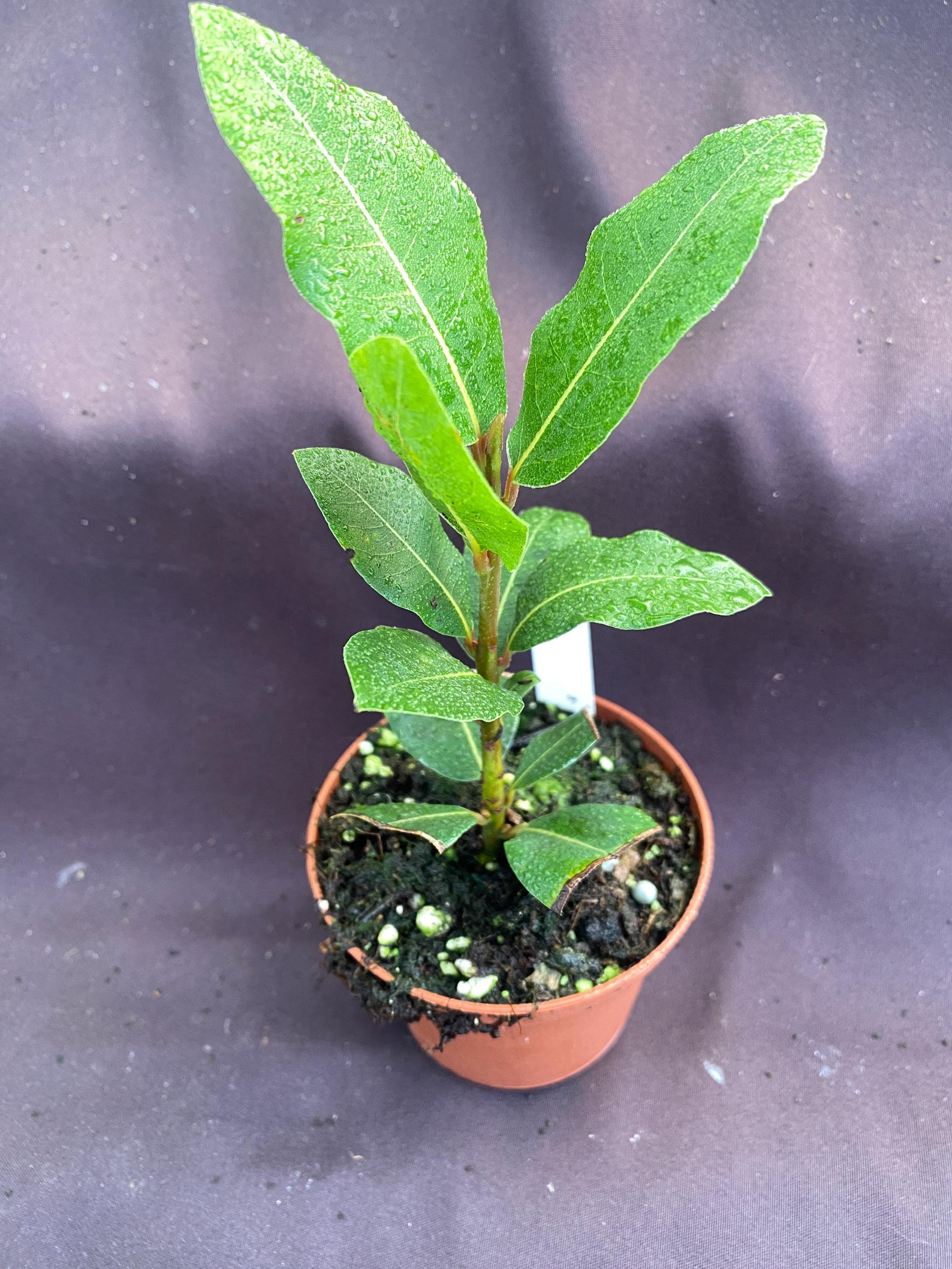 Laurus Nobilis, Bay Laurel or Sweet Bay. Herb. Rooted Plant Shipped in ...
