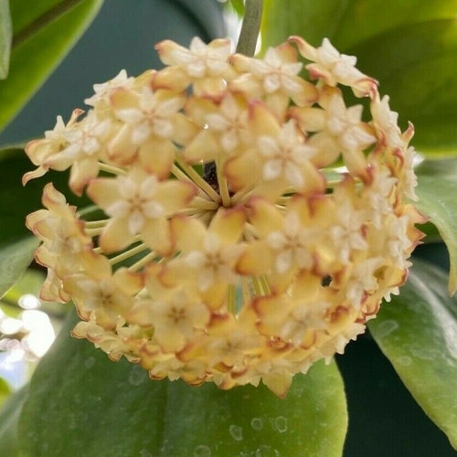 Hoya Kicki Hoya Hybrid Rooted Plant Shipped in 2.5 - Etsy