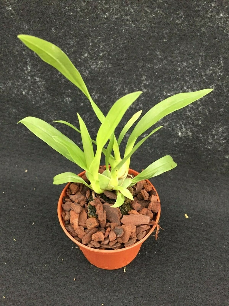 Oncidium Twinkle 'yellow Bird' Miniature Orchid Plant Shipped in 2.5 ...