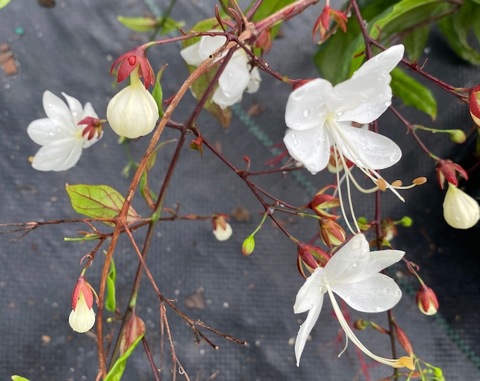 Clerodendrum Smithianum, the Light Bulb Plant Aka. Chains of Glory, Aka ...