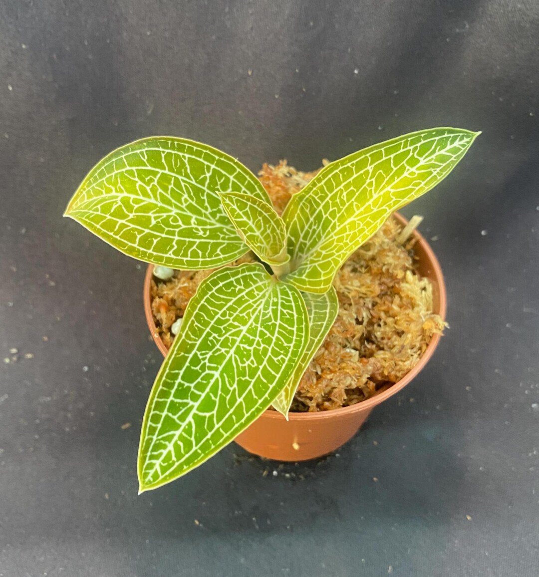 Ludochilus Poly. Hybrid Golden Jewel Orchid. Rooted Plant Shipped in 2. ...