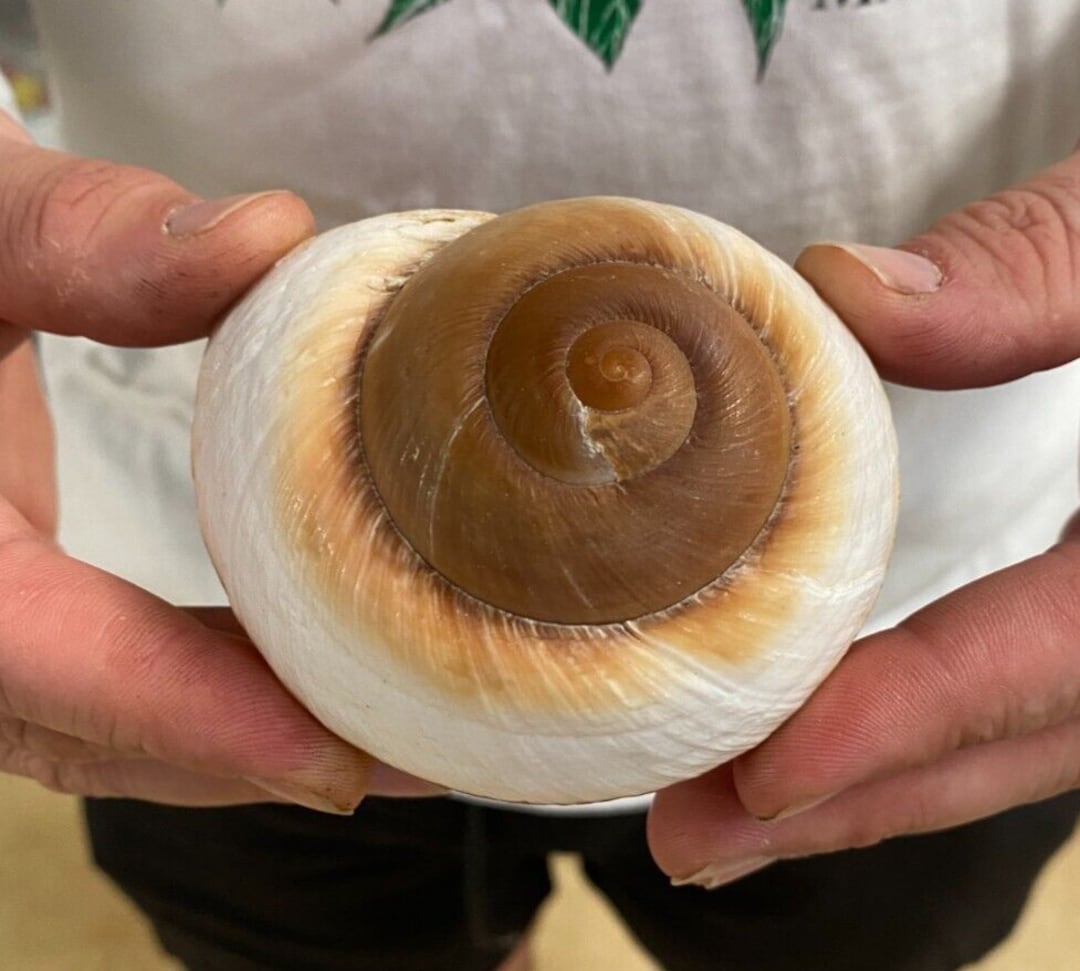 Muffin Snail Seashell, Ryssota Ovum. Large Shell Shipped From USA - Etsy