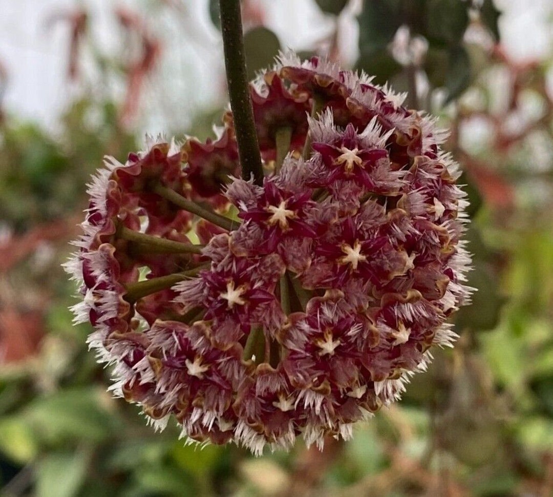 Hoya Mindorensis 'red' Rare Hoya, Rooted Plant Shipped in 2.5" Pot. - Etsy