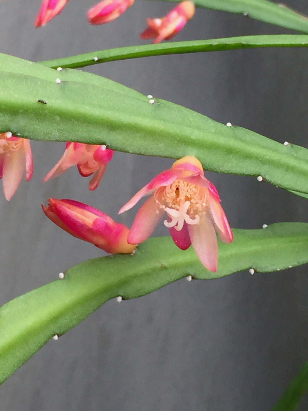 Lepismium Boliviana, Ribbon Cactus, Rooted Plants Shipped in 2" Pot - Etsy