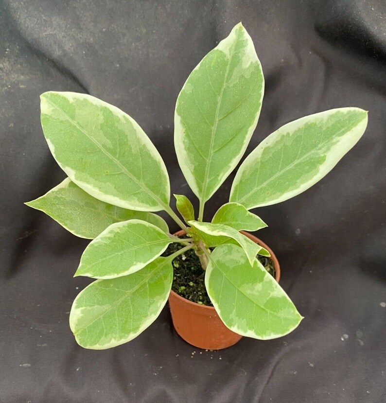 Solandra Guttata Variegated the Golden Chalice Vine Rooted - Etsy