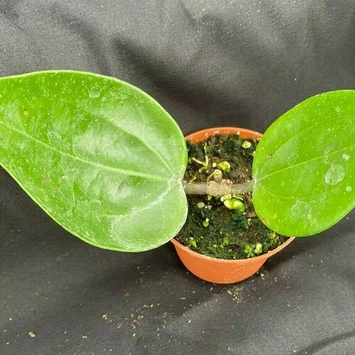 Hoya Kicki Hoya Hybrid Rooted Plant Shipped in 2.5 Pot - Etsy