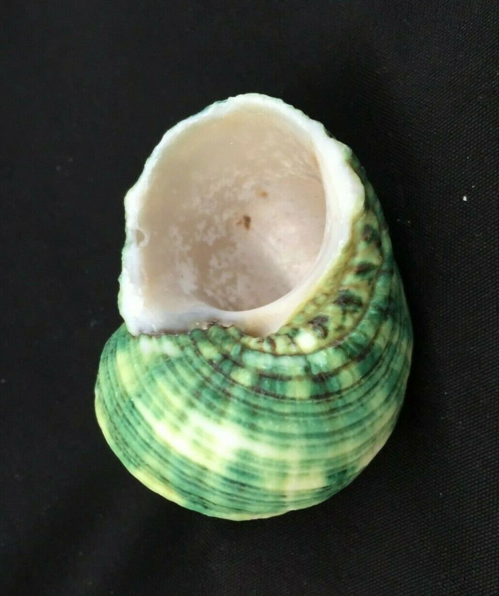 Green Silver Mouth Turbo Seashell - Etsy
